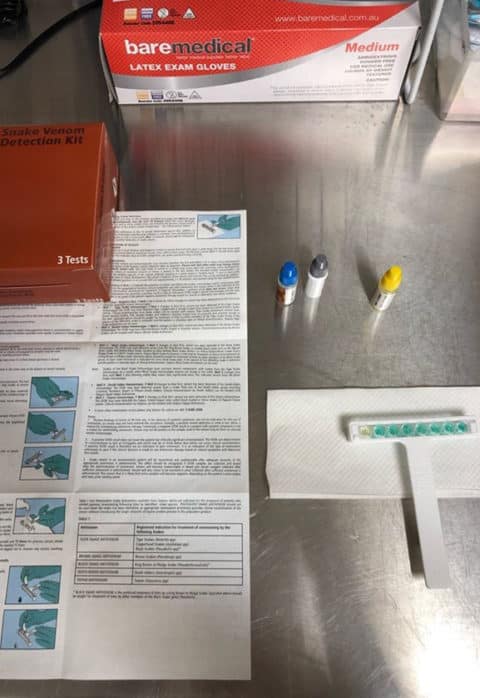 Learn What The Best Snake Bite Treatment Is For Dogs