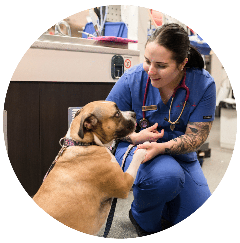 Emergency Vet | Animal Emergency Service