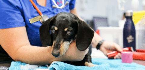 Common Pet Emergencies and How to Respond