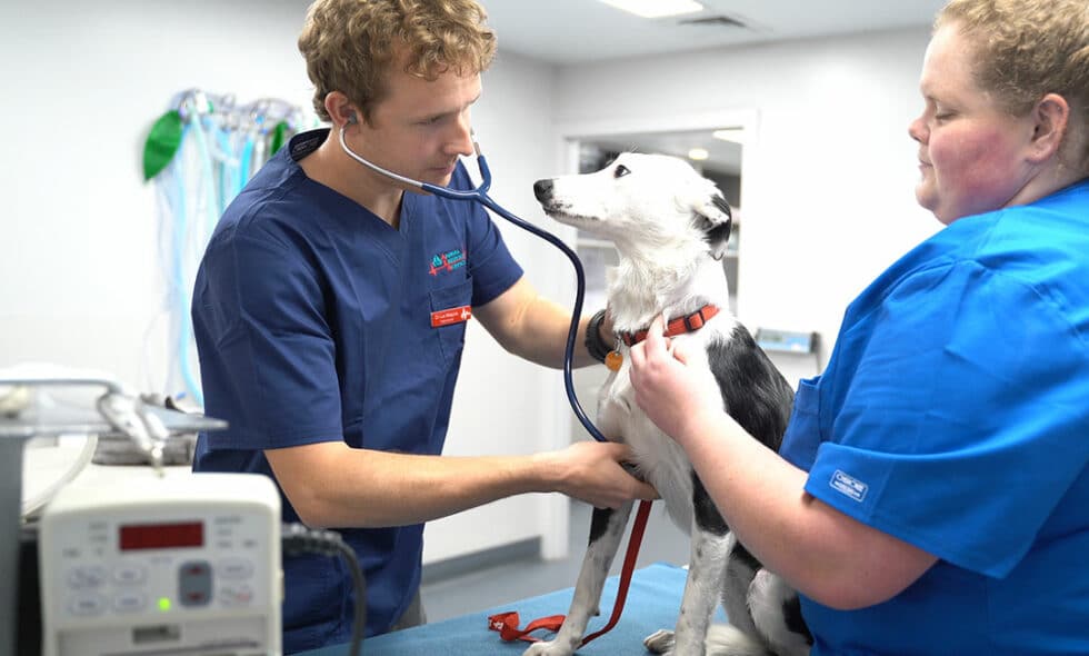 After Hours Vet Australia