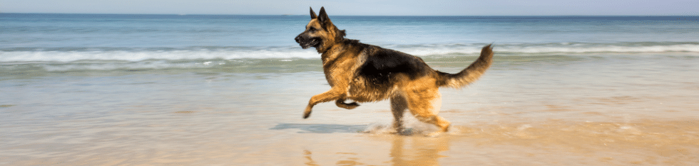 Understanding Salt Toxicity in Dogs - Animal Emergency Service