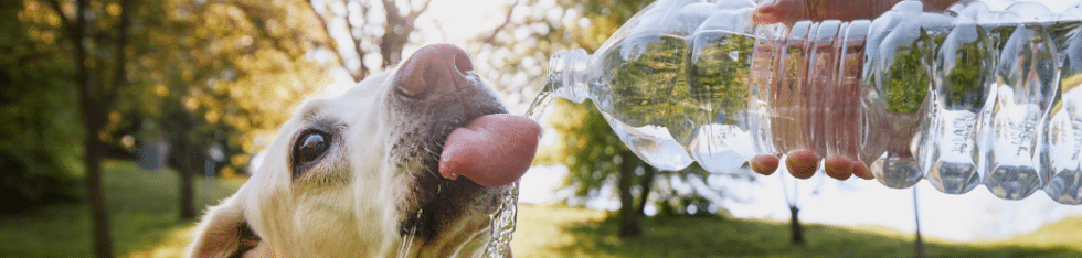 Understanding Salt Toxicity in Dogs - Animal Emergency Service