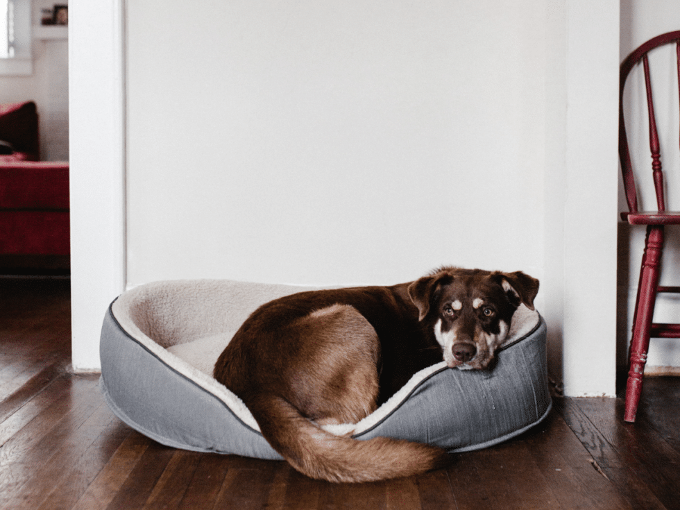 Tetanus in Dogs: Understanding and Managing the Threat - After Hours ...